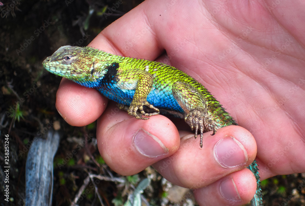 An emerald swift (aka green spiny lizard, Sceloporus malachiticus ...