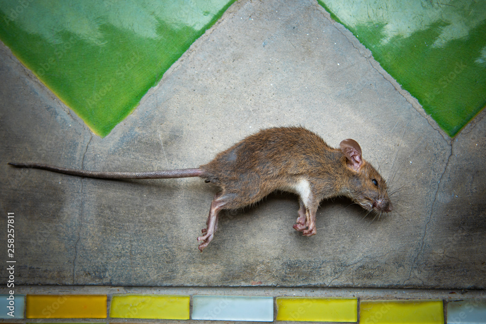 body of dead rat on raw cement floor Stock Photo | Adobe Stock