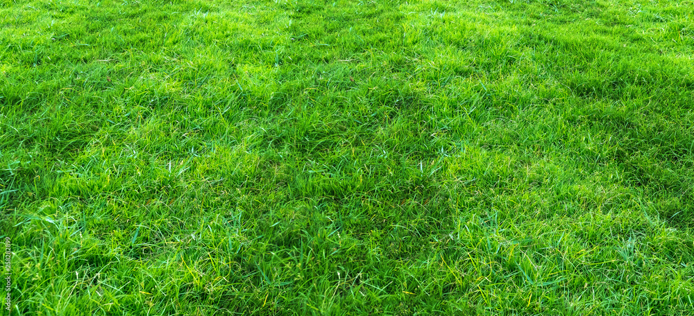 Grass Field Background Sports