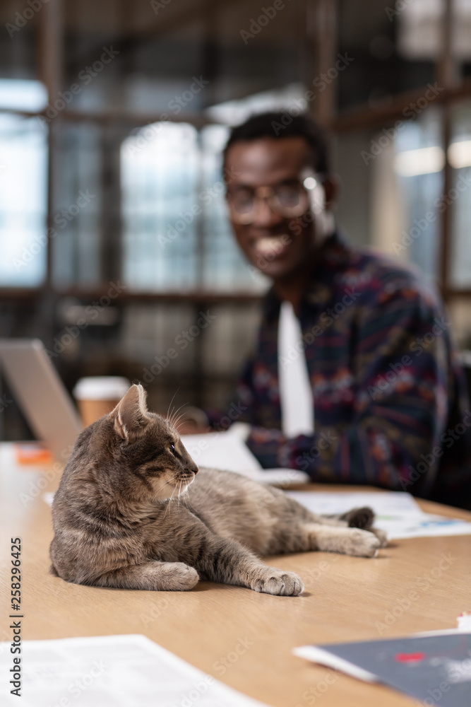 Cat feeling like a boss laying on a computer table Stock Photo | Adobe ...