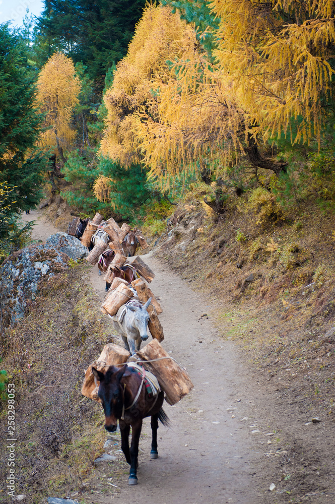 Donkeys carrying wood logs on the way to the Annapurna base camp ...