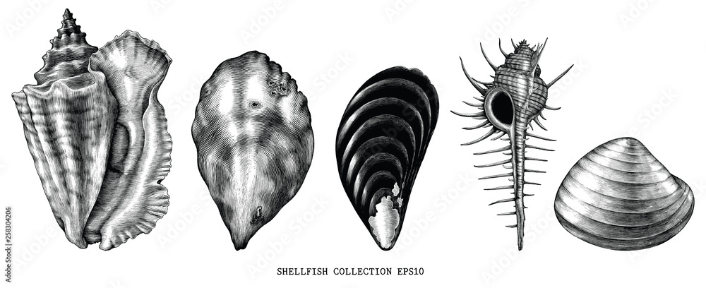Poster Vintage engraving illustration of common shellfish black and ...
