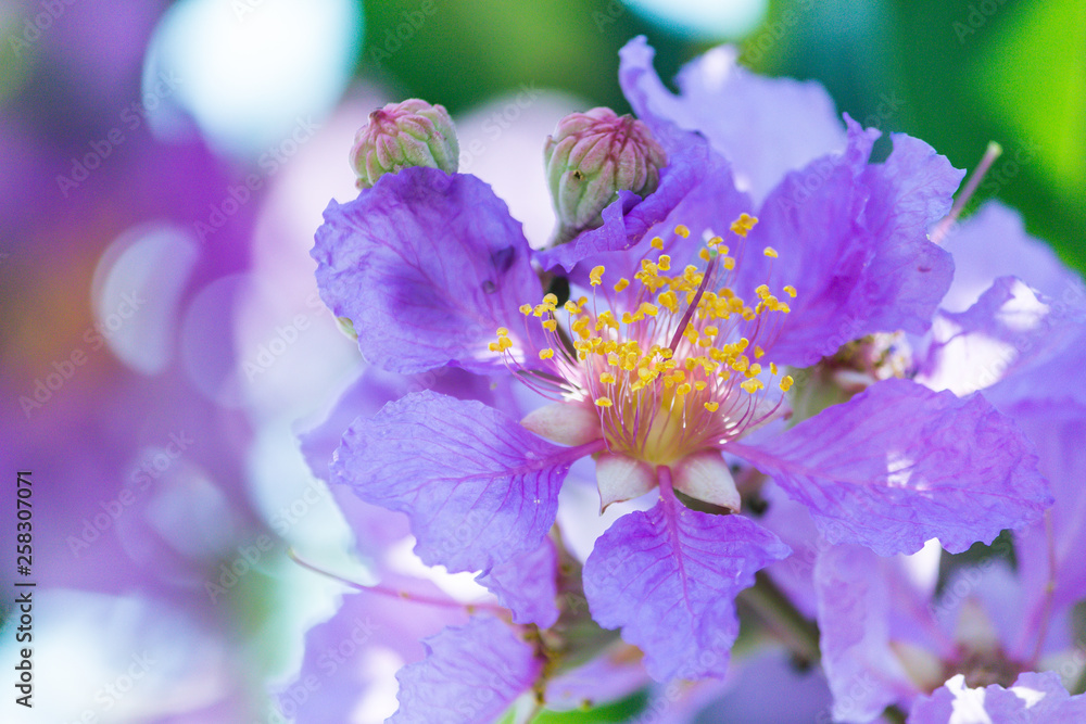 Beautiful Violet color of Queen's crape myrtle flower on blurred ...