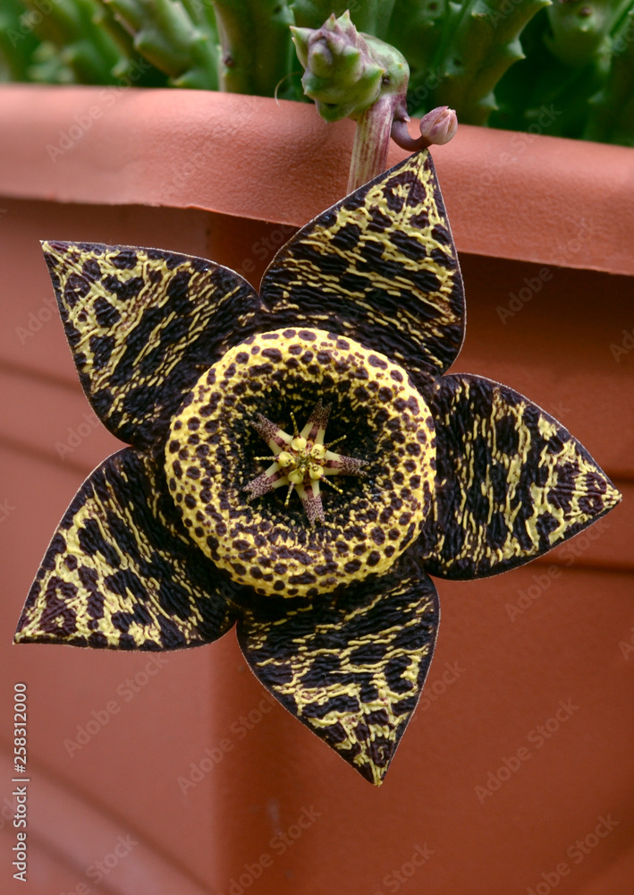 Variegated Stapelia Variegata / Orbea flower Stock Photo | Adobe Stock