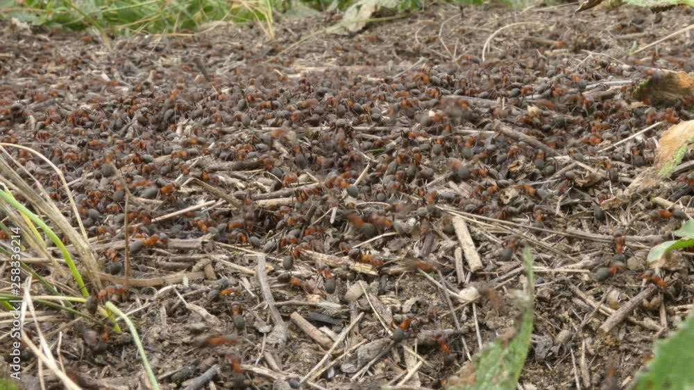 Ants are social insects of the family Formicidae This is one of the ...