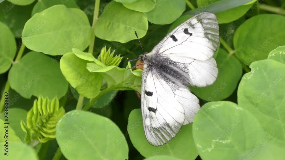 The Clouded Apollo (Parnassius mnemosyne) is a butterfly species of the ...