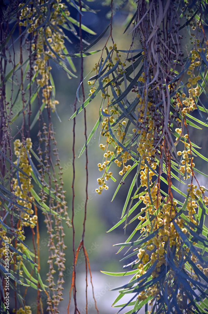 Drooping branches and flowers of the Creeping wattle, Acacia saligna ...