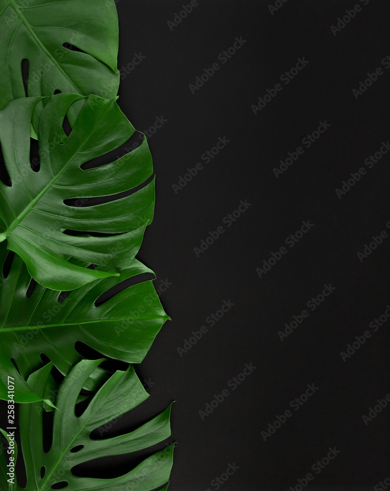 Monstera leaves border on black background Stock Photo | Adobe Stock