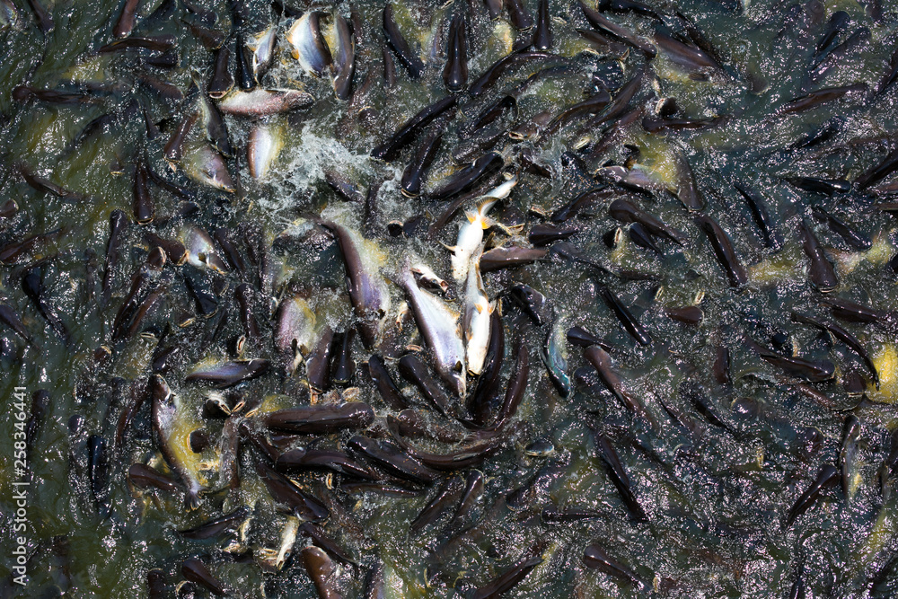 many Pangasius fish at river front of temple in Thailand Stock Photo ...
