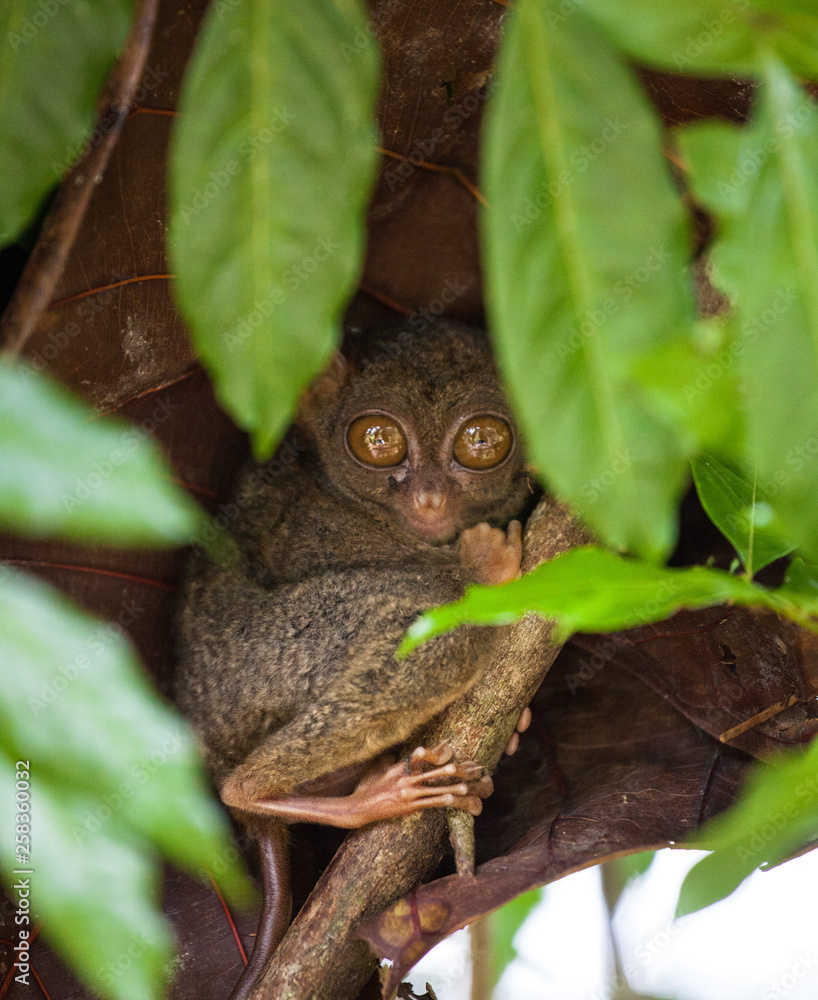 Phillipine Tarsier ,Tarsius Syrichta, the world's smallest primate Cute ...