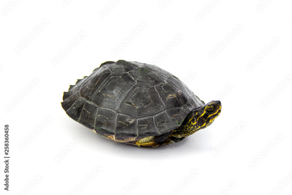 Young Yellow - headed Temple Turtle (Hieremys annandalii) are taking ...