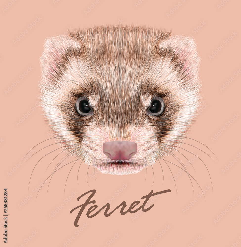 Ferret animal cute face. Vector funny cinnamon polecat head portrait ...