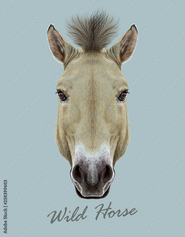 Equus ferus Przewalski horse animal cute face. Vector beautiful Asian ...