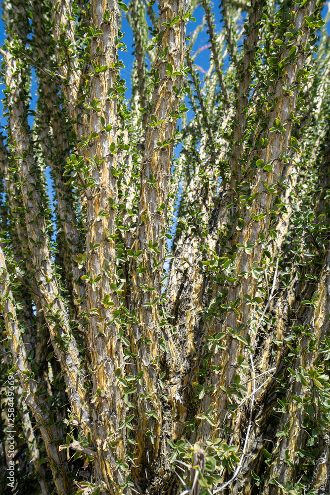 Ocotillo Plant Close Up