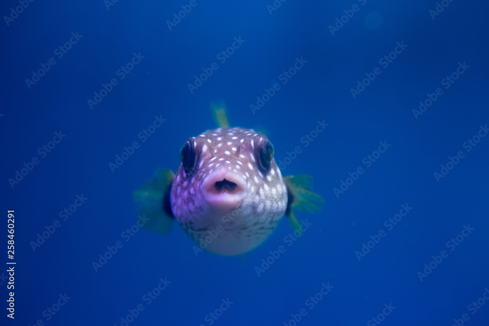 Brown puffer, or brown puffer, or brown dog-fish, or ocular dog-fish ...