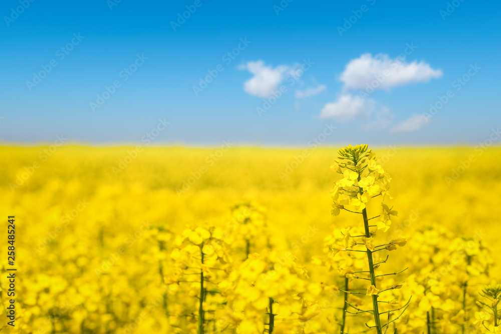 sunny spring landscape Stock Photo | Adobe Stock
