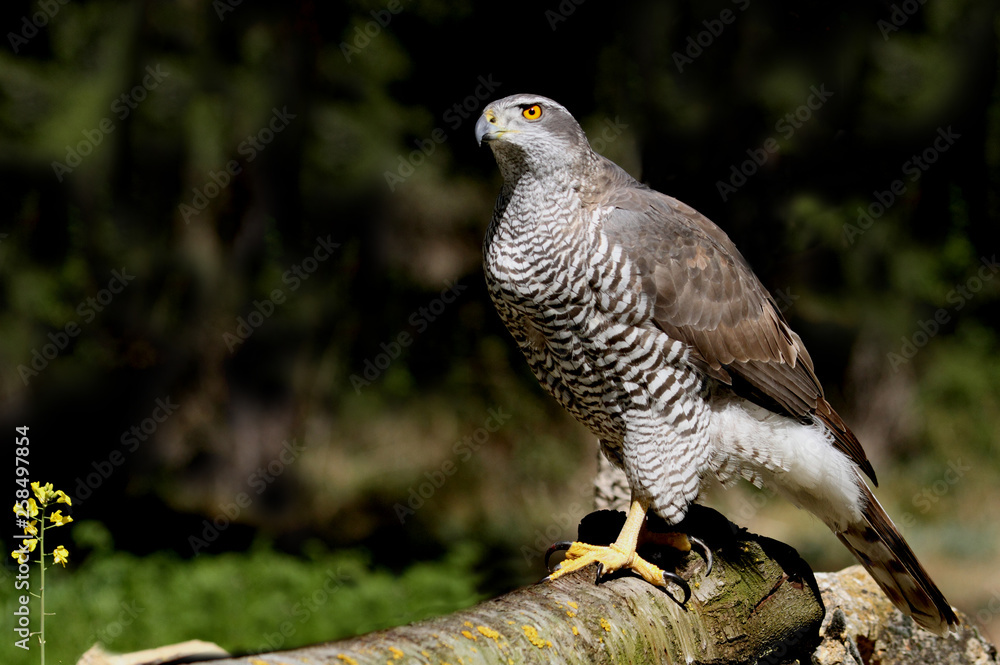 Female Goshawk In Trees