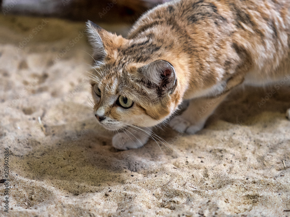 Sand Cat Hunting