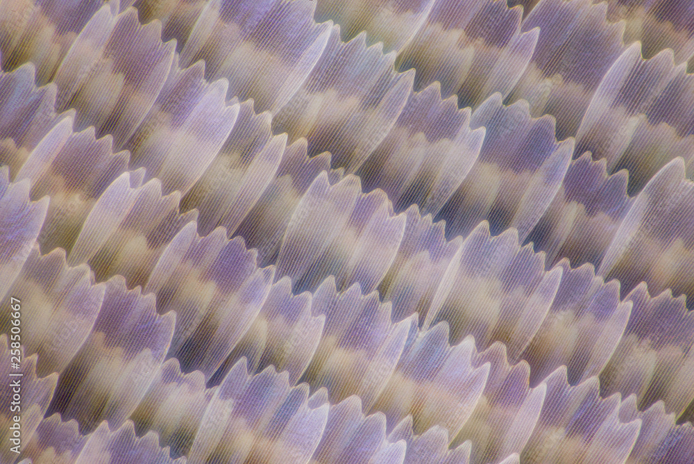 Extreme magnification - Butterfly wing under the microscope, 50x ...