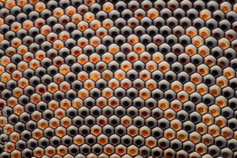Extreme magnification - Fly compound eye at microscope, 50x ...