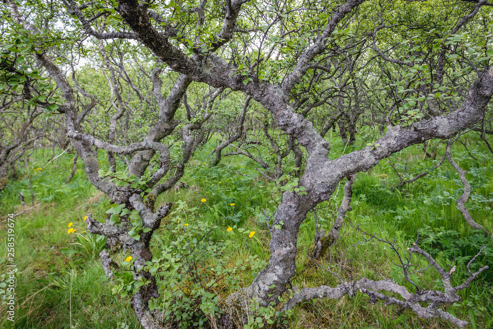 Downy birch trees next to tourist path to Hundafoss and Svartifoss ...