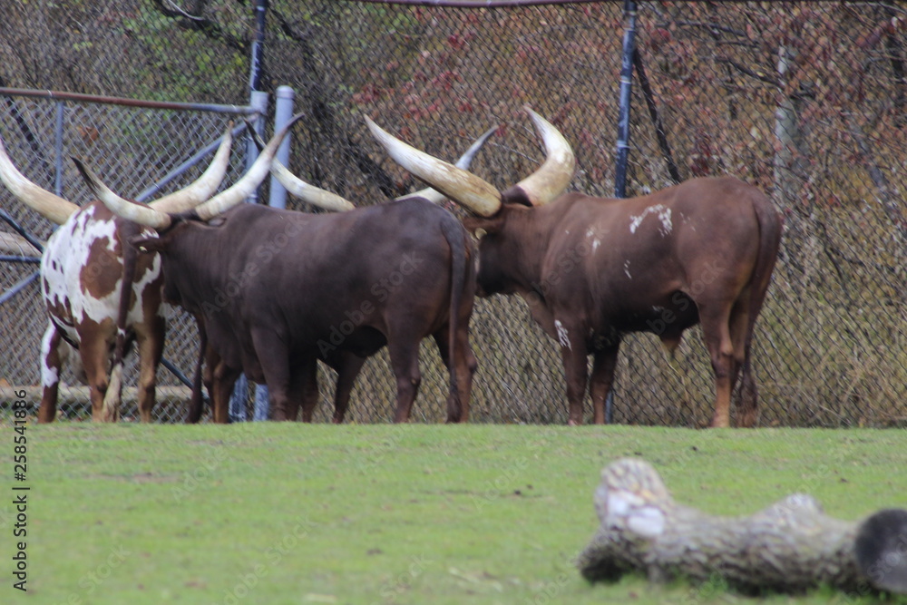 Ankole-Watusi is a modern American breed of domestic cattle. It derives ...
