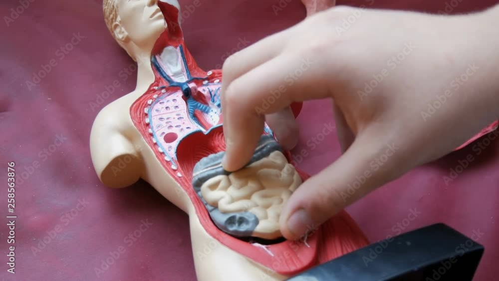 A toy model of the anatomical structure of the human body. The hands of ...