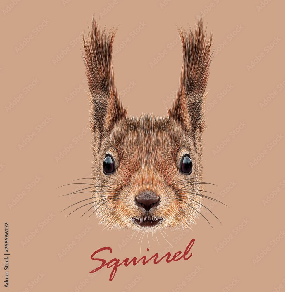 Squirrel wild animal face. Vector Britain cute red squirrel head ...