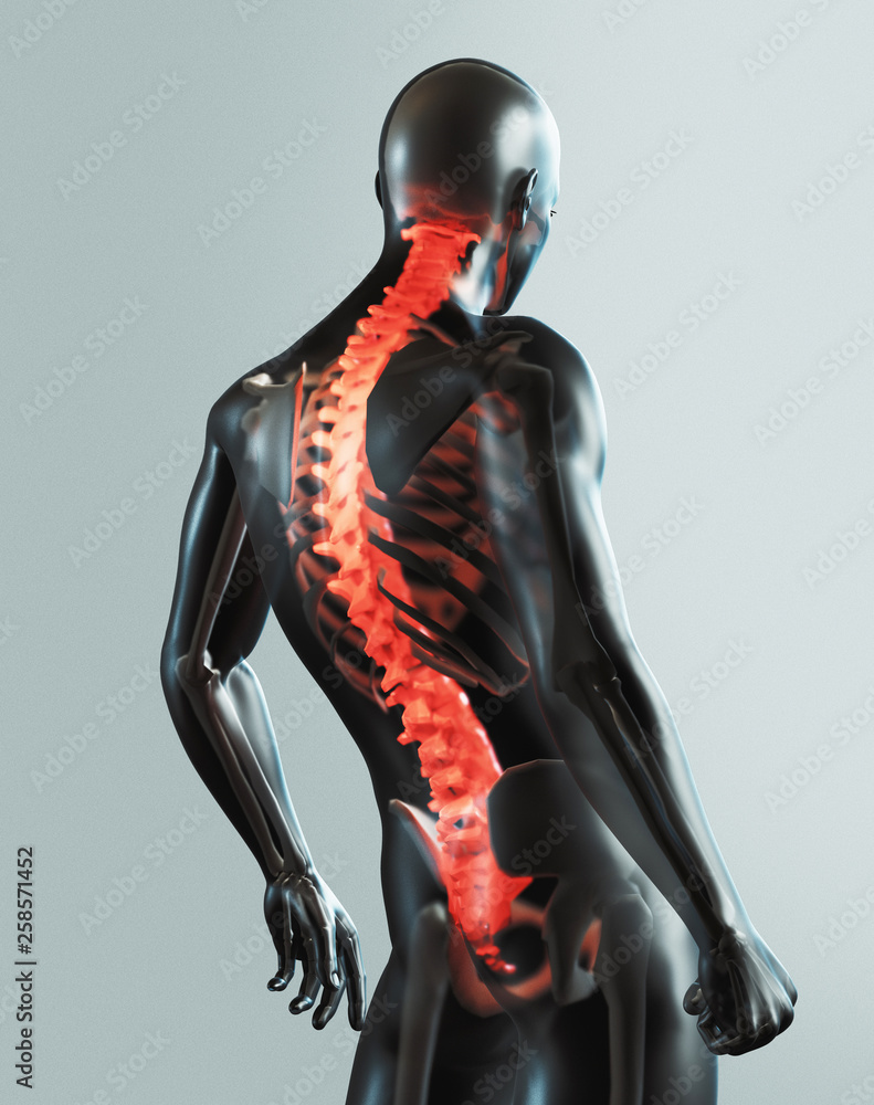 Human body parts, x ray, 3d rendering Stock Illustration | Adobe Stock
