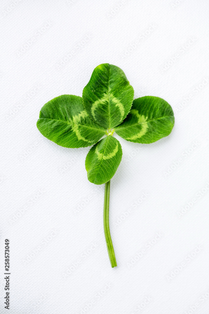 Natural green fresh shamrock four-leaf clover on white background. St ...