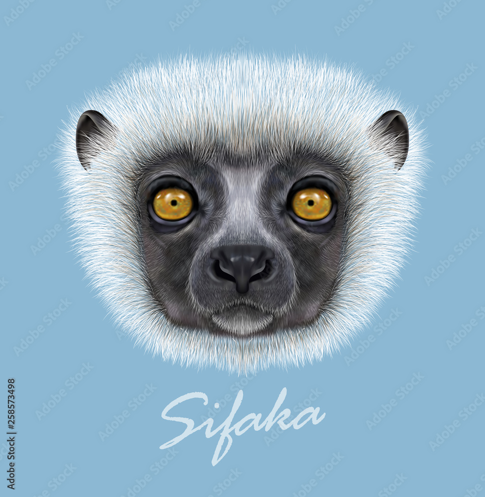 Sifaka Lemur Drawing