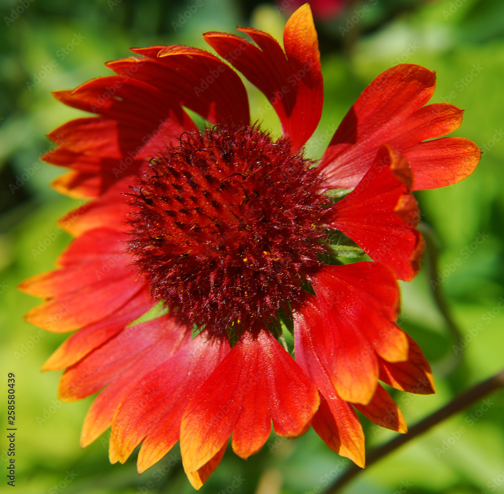 Asteraceae or Compositae (commonly referred to as the aster, daisy ...