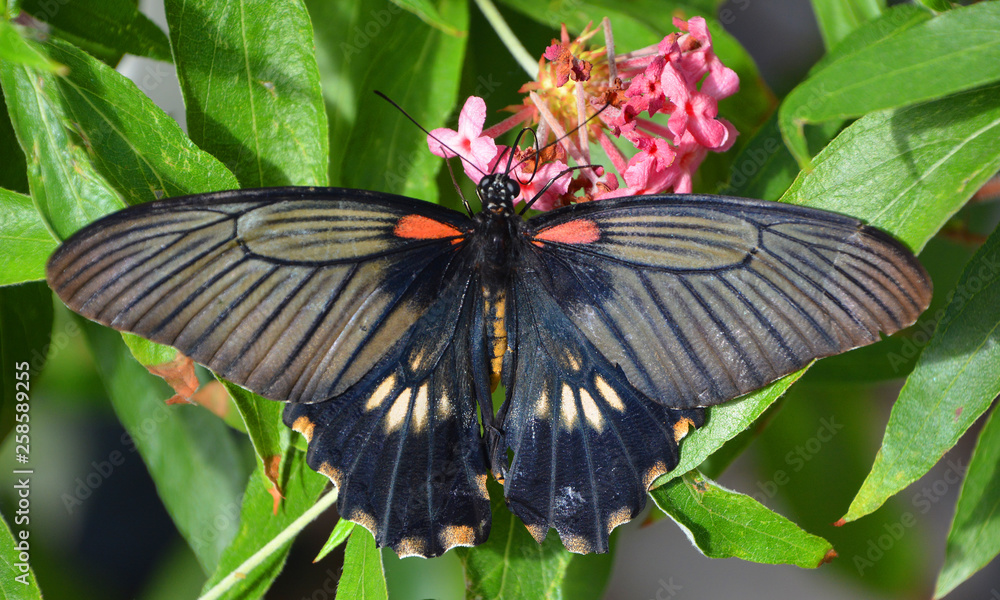 Papilio lowi, the great yellow Mormon or Asian swallowtail, is a ...