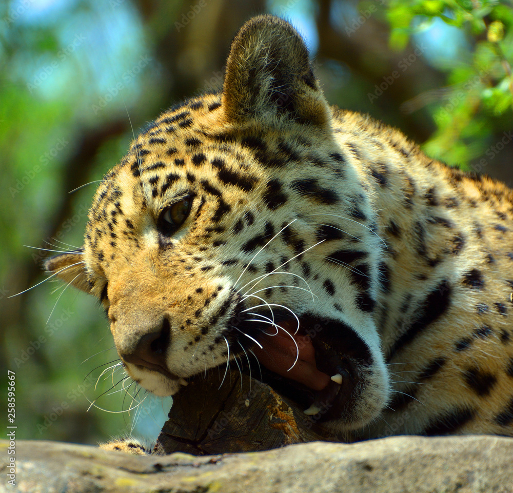 Jaguar is a cat, a feline in the Panthera genus only extant Panthera ...