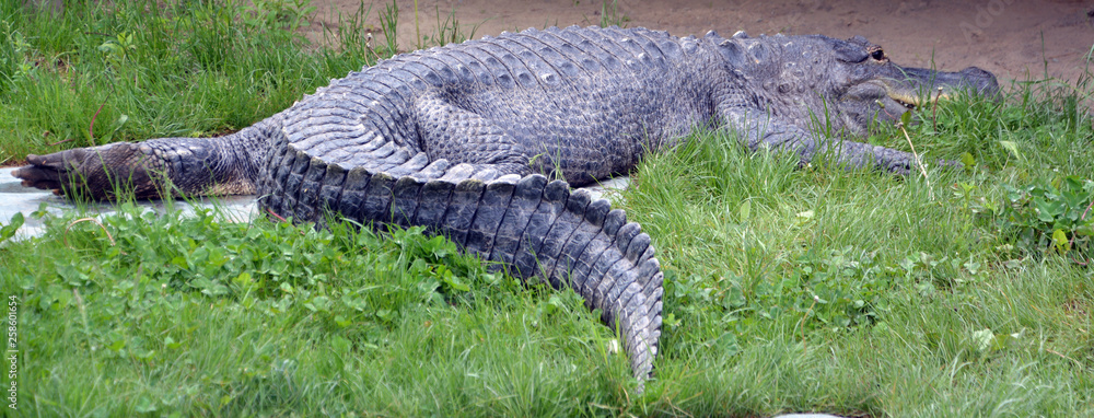 An alligator is a crocodilian in the genus Alligator of the family ...