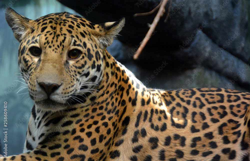 Jaguar is a big cat, a feline in the Panthera genus only extant ...
