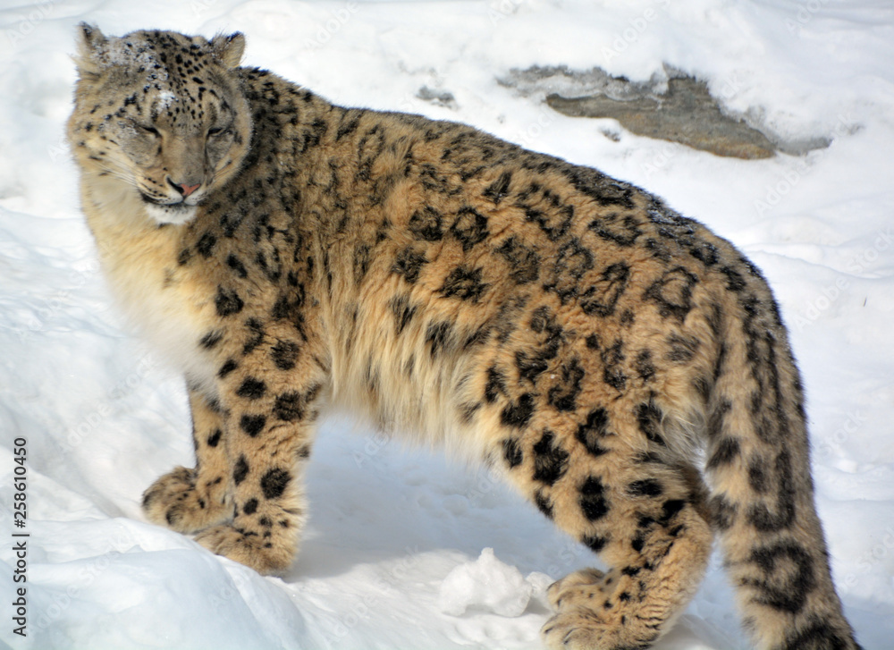 The snow leopard is a large cat native to the mountain ranges of ...