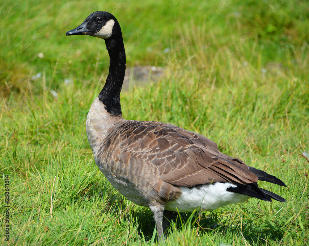 Canada goose (Branta canadensis) is a large wild goose species with a ...