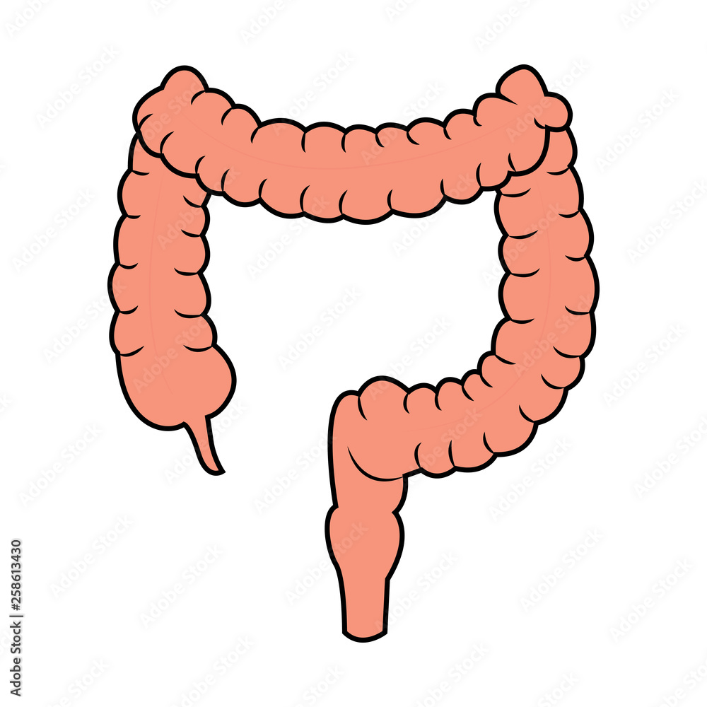 Human Large Intestine