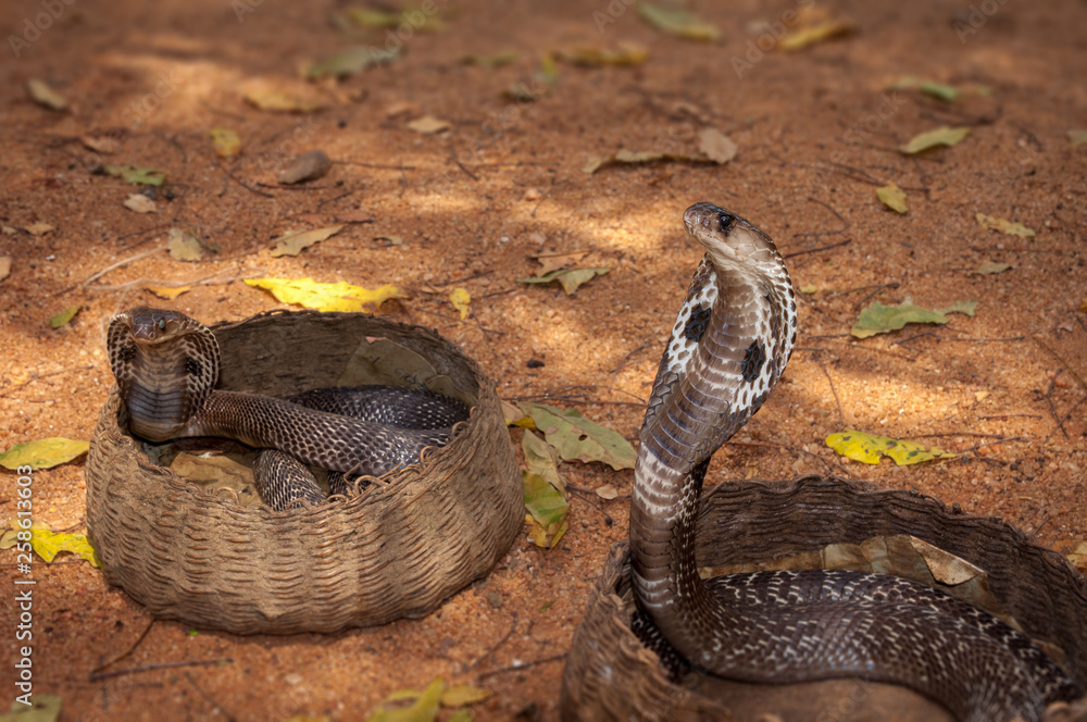 Trained cobra snakes in Sri Lanka Stock Photo | Adobe Stock