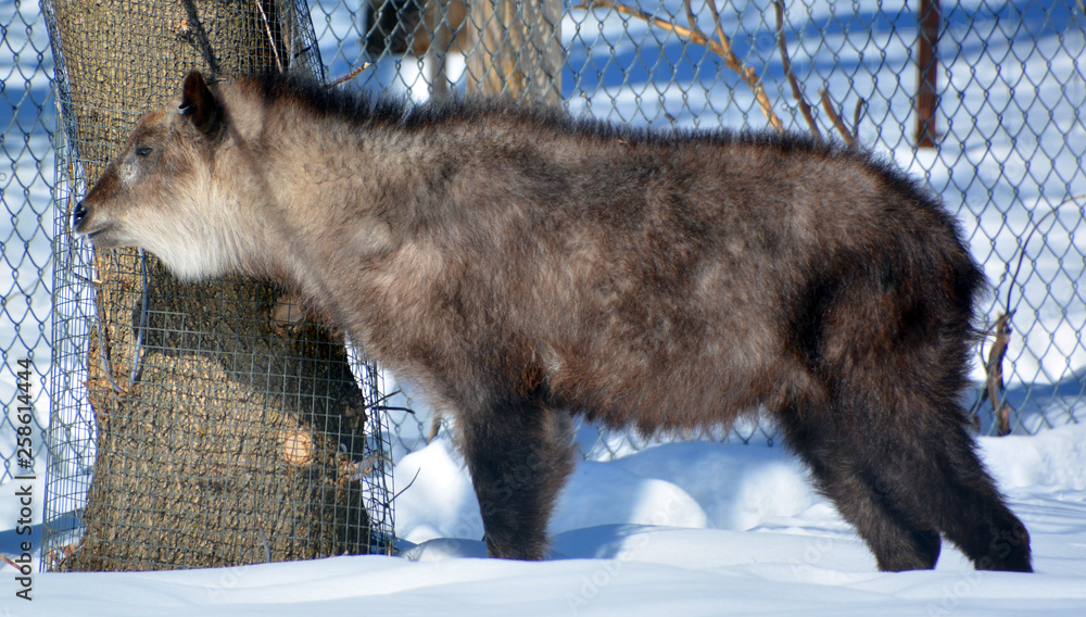 Japanese serow Capricornis crispus is a Japanese goat-antelope, an even ...