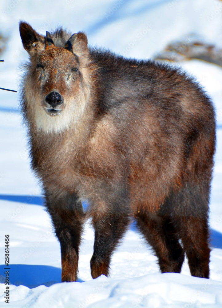 Japanese serow Capricornis crispus is a Japanese goat-antelope, an even ...