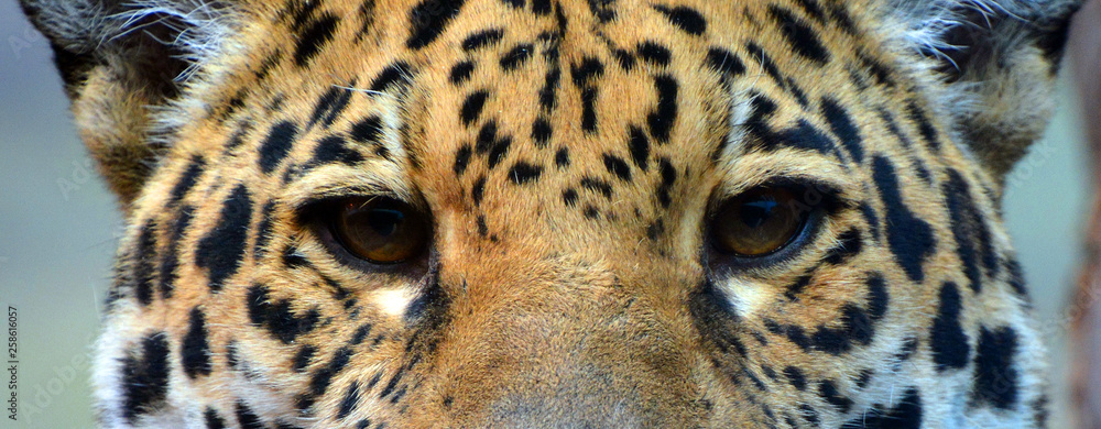 Foto de Jaguar is a cat, a feline in the Panthera genus only extant ...