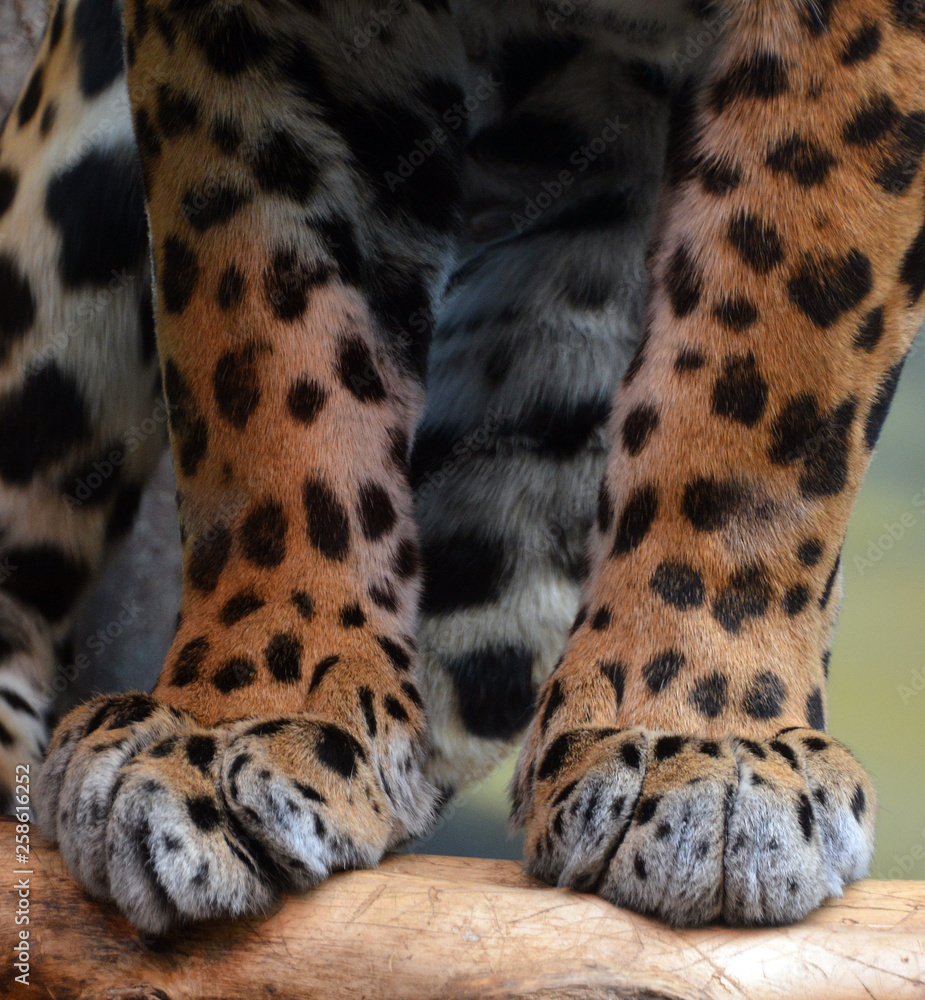 Jaguar is a cat, a feline in the Panthera genus only extant Panthera ...