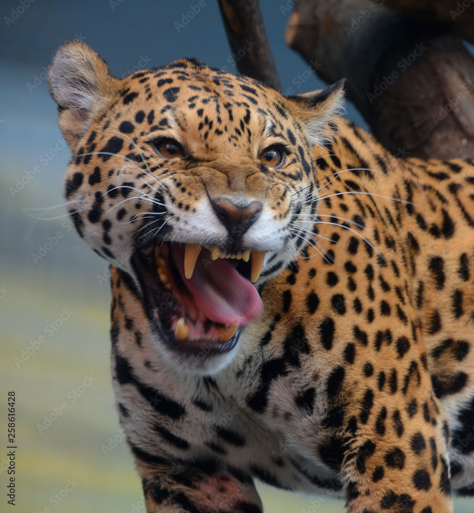 Jaguar is a cat, a feline in the Panthera genus only extant Panthera ...