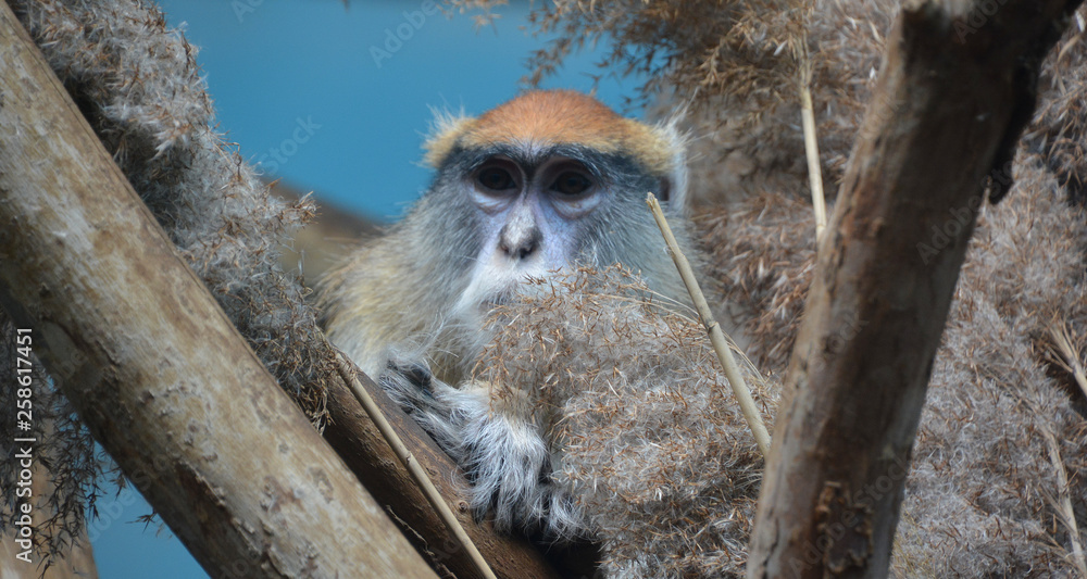 Poster The patas monkey (Erythrocebus patas), also known as the wadi ...
