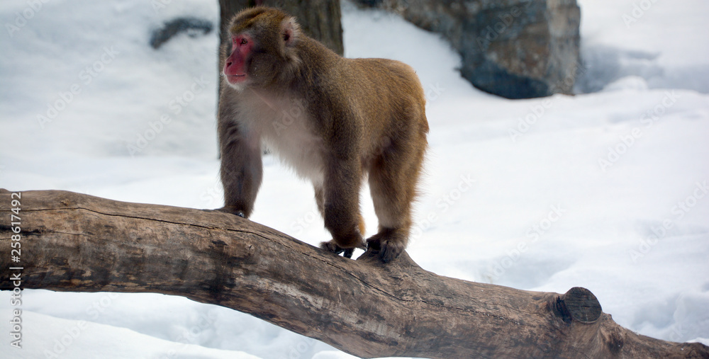 Japanese macaque Macaca fuscata, also known as the snow monkey, is a ...