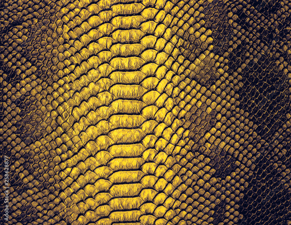 Snake Scales Close Up