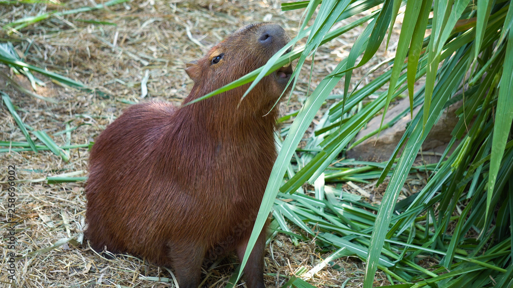 Capybara (Hydrochoerus hydrochaeris) is large rodent of genus Capybara ...