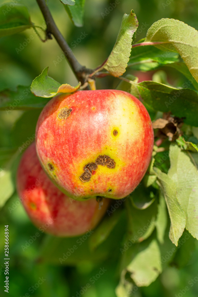 apple scab disease Stock Photo | Adobe Stock
